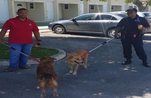 DOA and Community Police Officers Seize Strays in George Town, 8 March ...