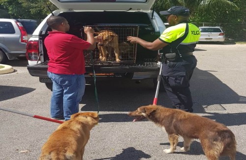 DOA and Community Police Officers Seize Strays in George Town, 8 March ...